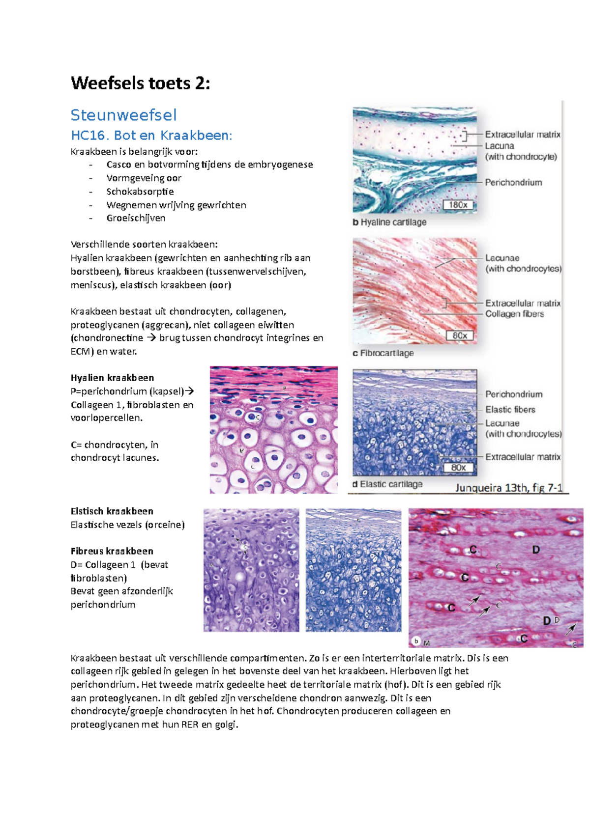 Samenvatting - Weefsels, Toets 2 - Weefsels toets 2: Steunweefsel HC16 ...