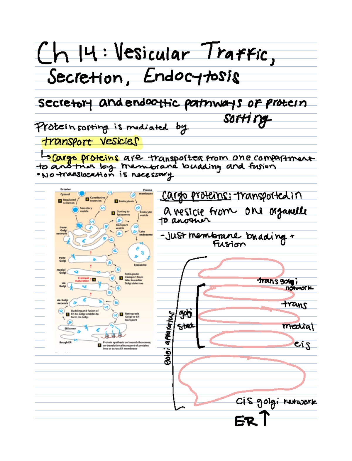 Cell and Molecular Biology chapter 14 Notes - Ch 14 ####### Vesicular ...