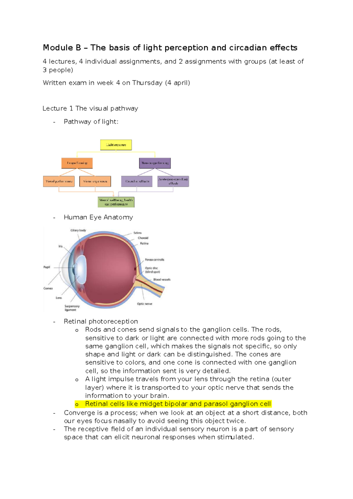 Module B - Basis of Light perception - Module B – The basis of light ...