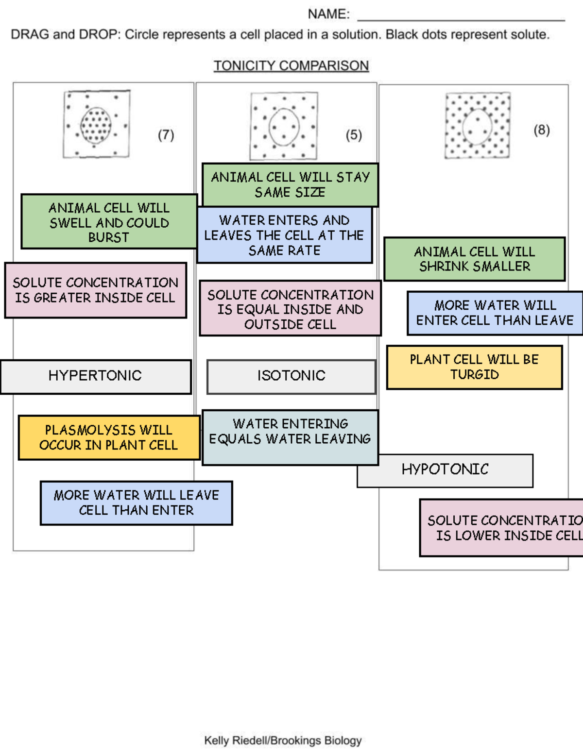 Copy of Tonicity Warm Up (drag and drop) - HYPOTONIC ANIMAL CELL WILL ...