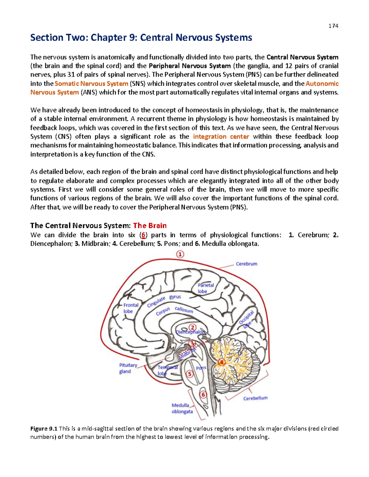 Physiol Text Ch 9 Central Nervous System - Section Two: Chapter 9 ...
