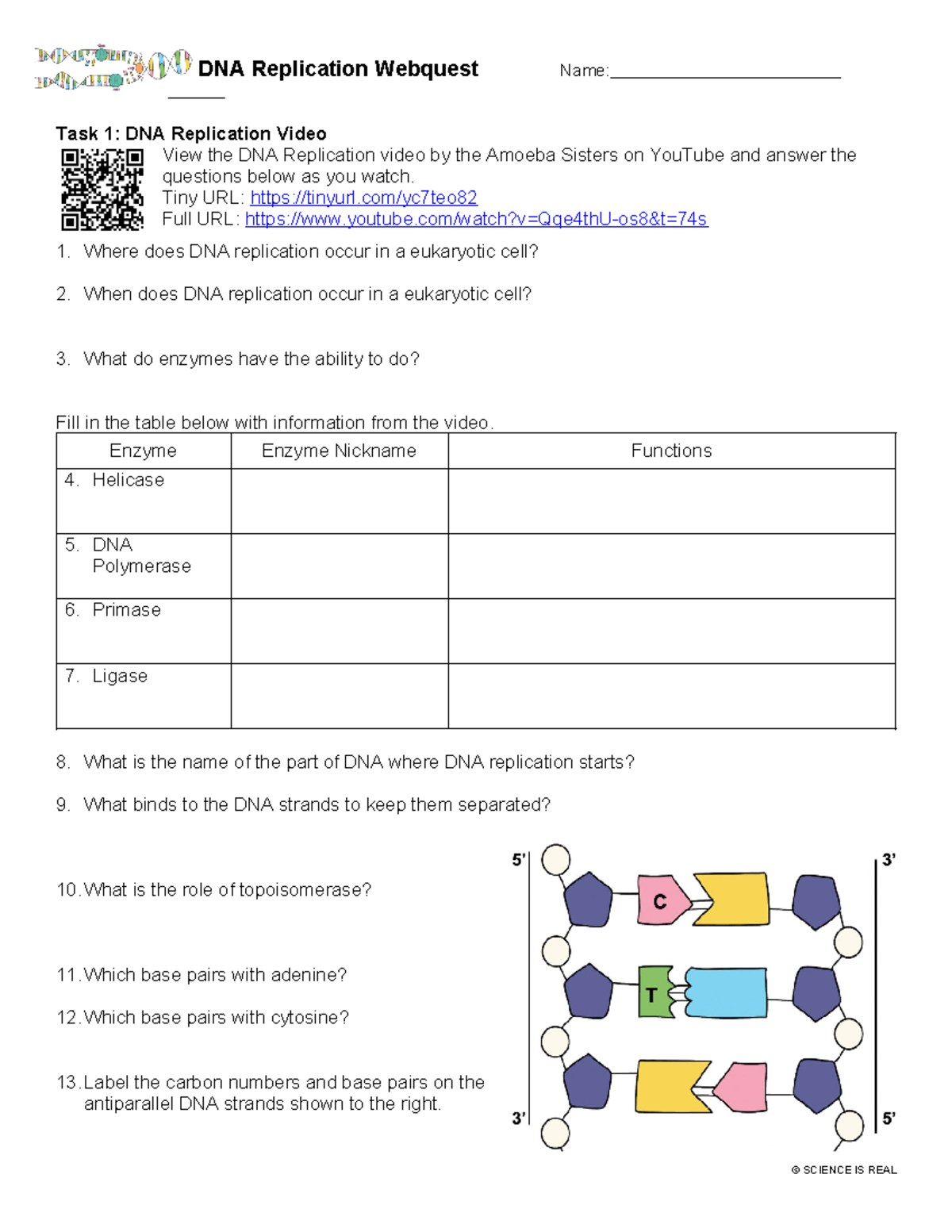 Editable Handout for DNA Replication Webquest - DNA Replication ...