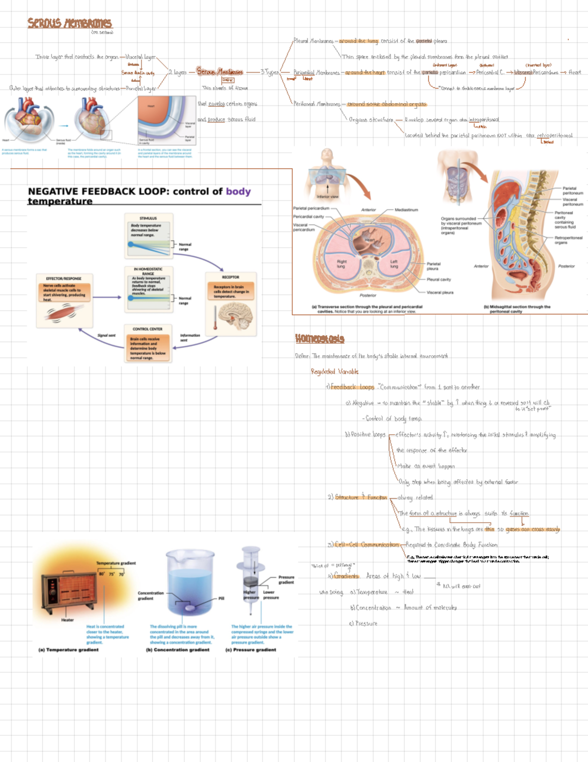 Human AP C1 - Chapter 1 Note - E., The nerve cell releases chemical ...