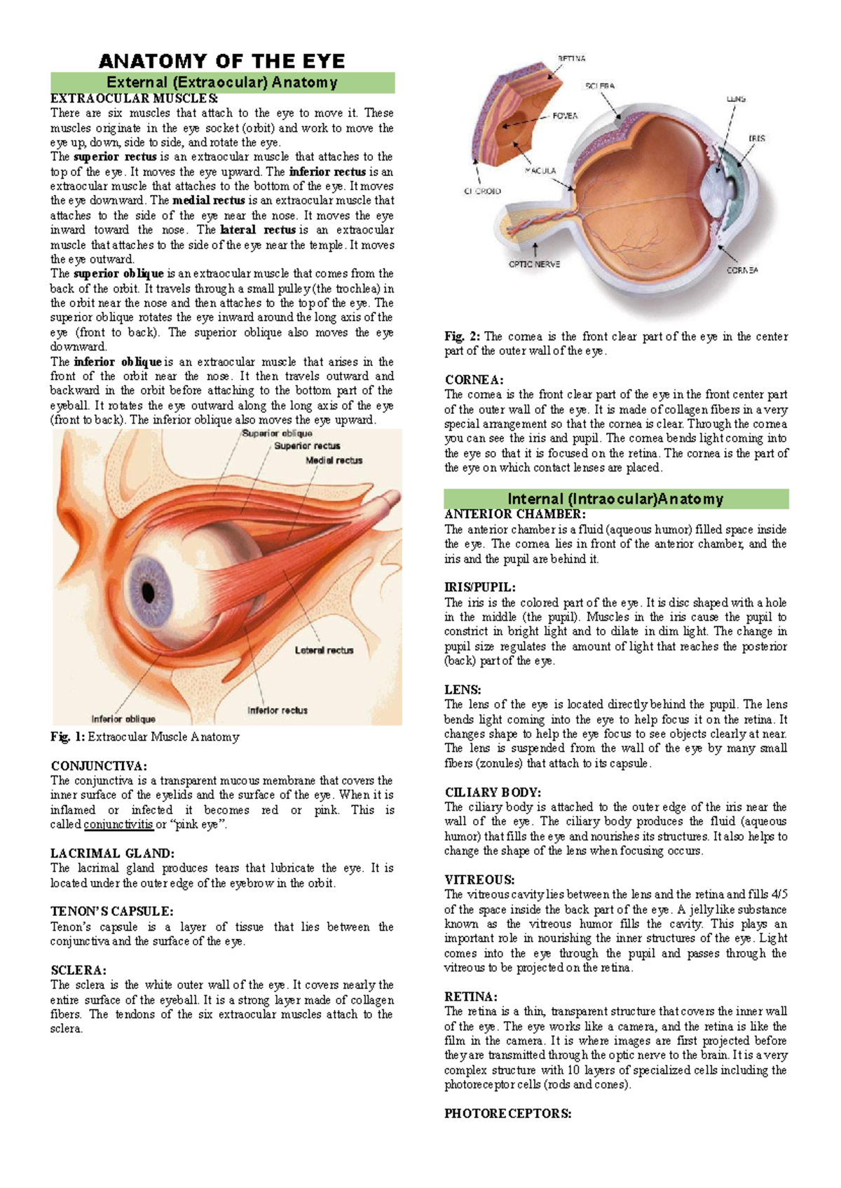 Anatomy of the Eye - Notes - ANATOMY OF THE EYE External (Extraocular ...
