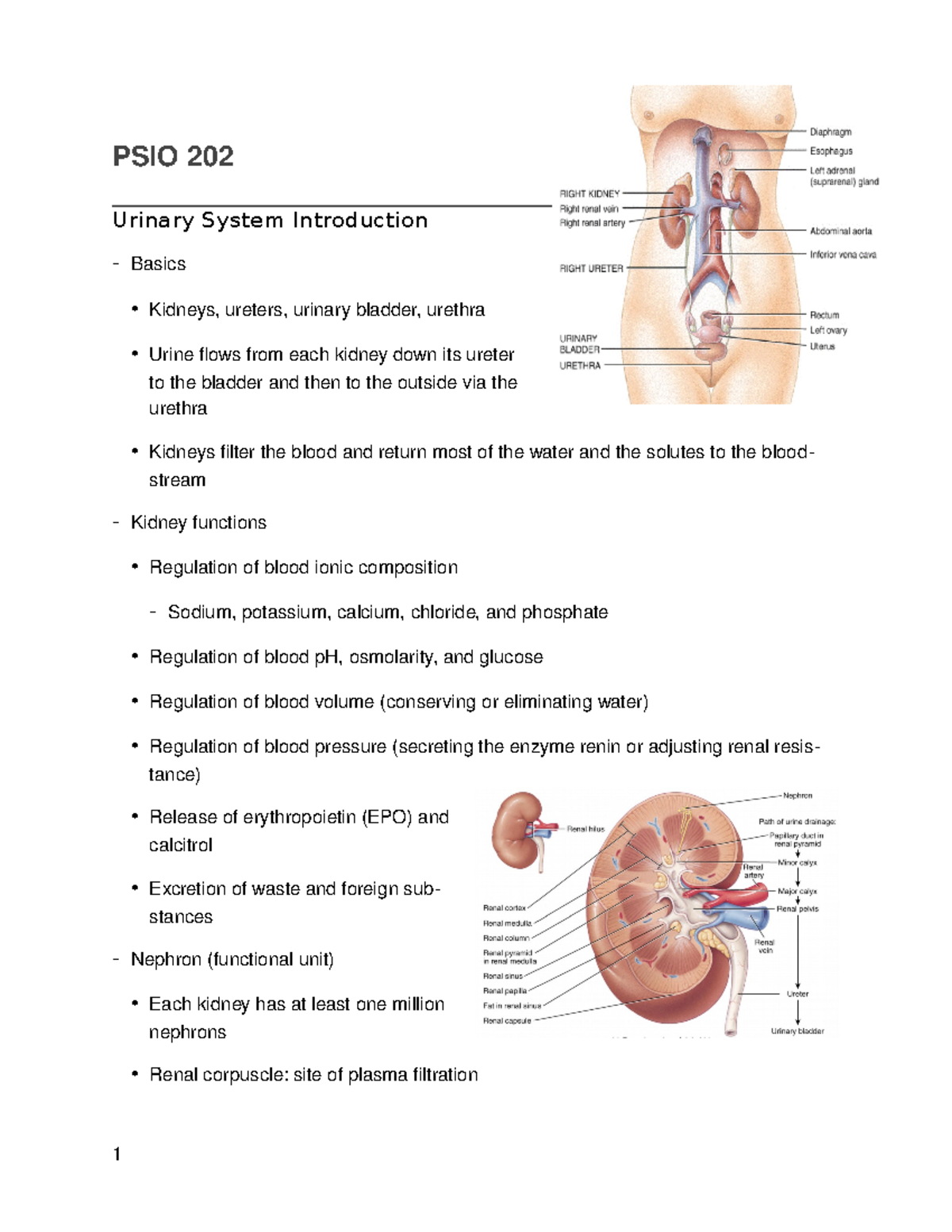 37 - Urinary System Introduction - Sunday ,May2,y PSI O 202 Urinary ...