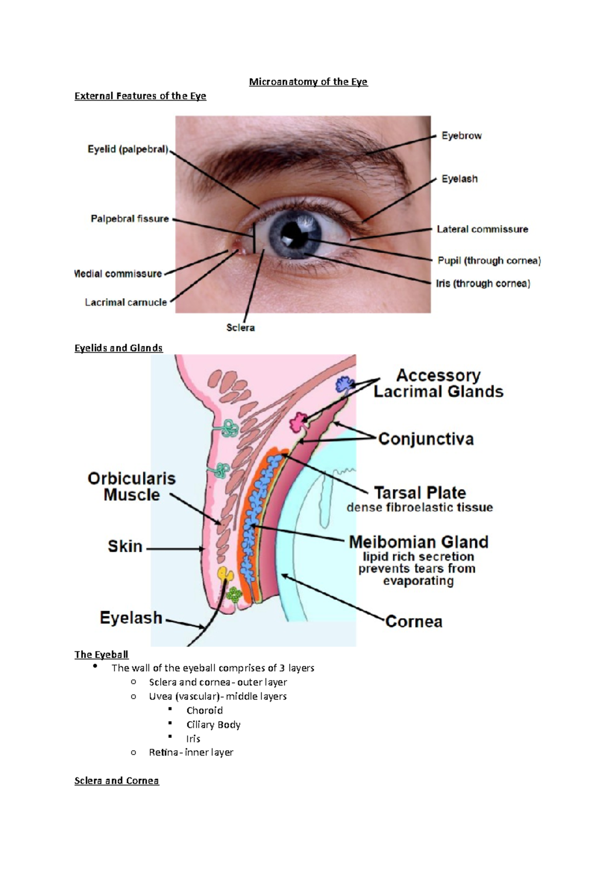 Microanatomy of the Eye - Microanatomy of the Eye External Features of ...