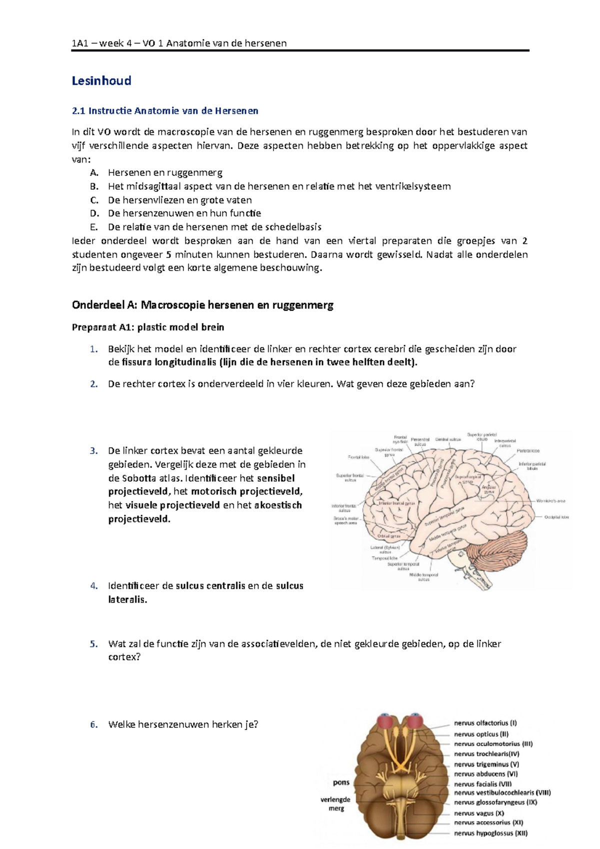 1A1 - week 4 - VO 1 Anatomie van hersenen - Lesinhoud 2 Instructie ...