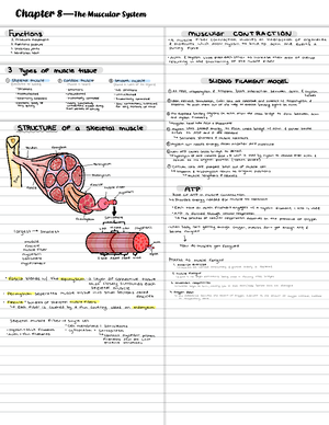 Skeletal System Webquest - Skeletal System WebQuest Name