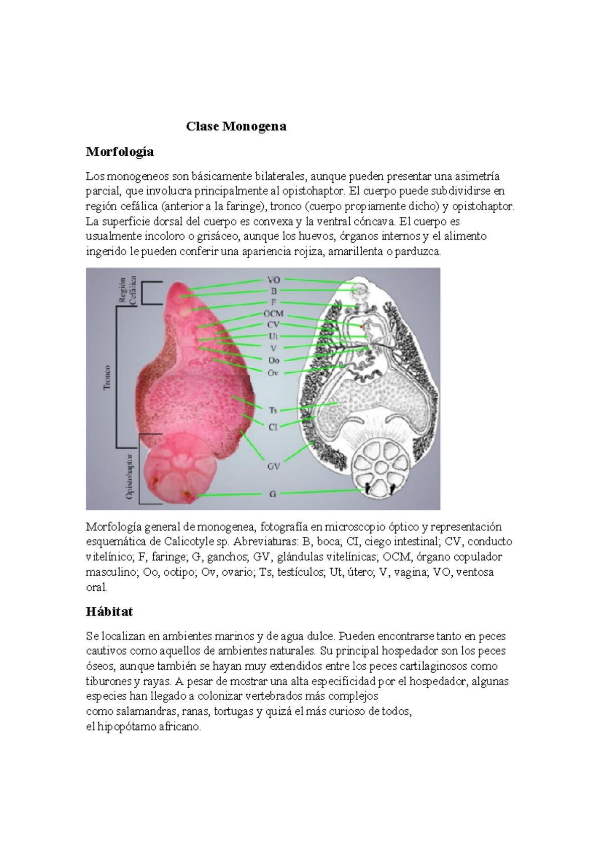 Monogena - Clase Monogena Morfología Los monogeneos son básicamente ...