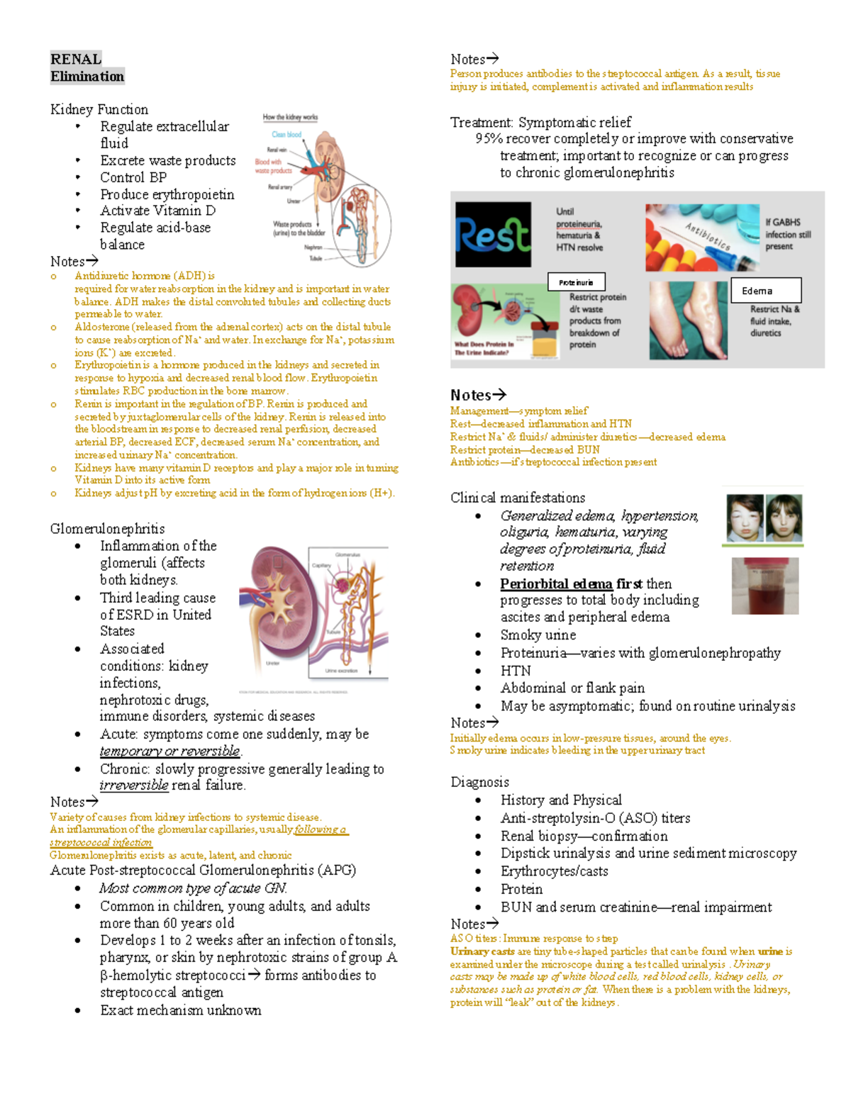 Renal Notes - RENAL Elimination Kidney Function • Regulate ...