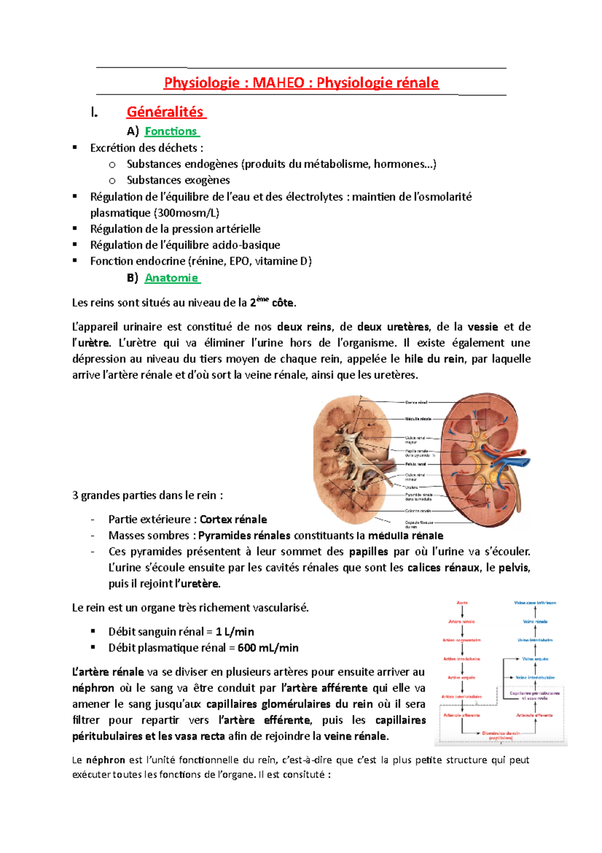 Le système rénale - pass @tutotours_med - Physiologie : MAHEO ...