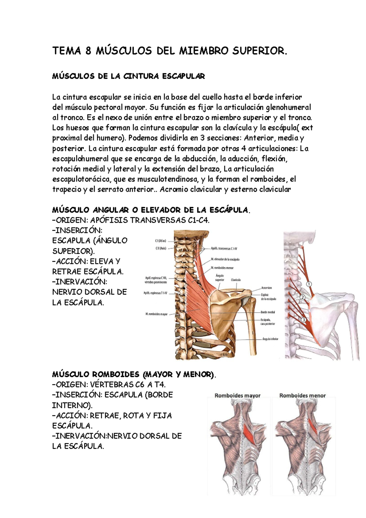 TEMA 8 Músculos DEL Miembro Superior - TEMA 8 MÚSCULOS DEL MIEMBRO ...