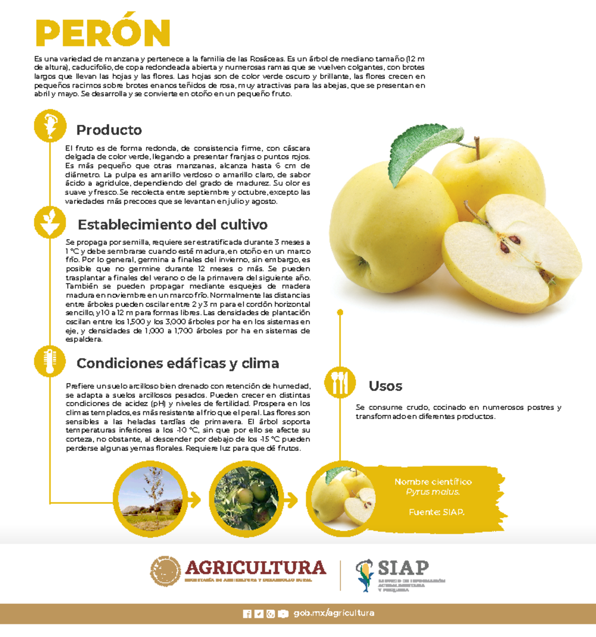 Peron - Producto Establecimiento del cultivo PERÓN El fruto es de forma ...