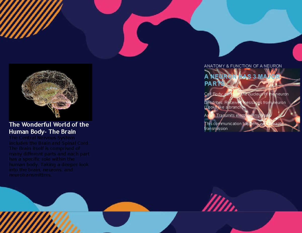 Neuro Research Pamphlet - The Wonderful World of the Human Body- The ...