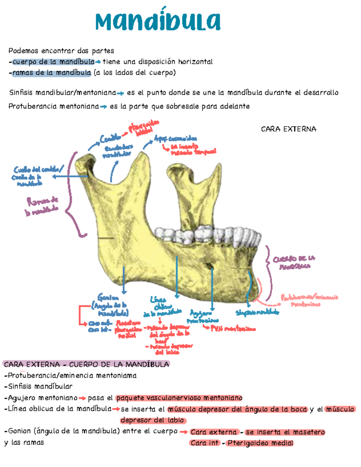 Mandíbula - Resumen mandíbula anatomia - Mandíbula Podemos encontrar ...