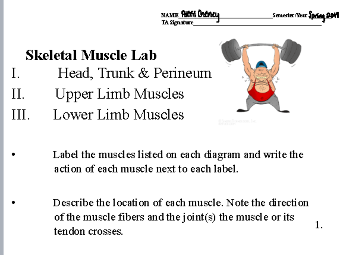 ANA 113 Muscle Lab-sign - Skeletal Muscle Lab I. Head, Trunk & Perineum ...