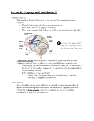 Brain anatomy function cheat sheet - BRAIN ANATOMY FUNCTION CHEAT SHEET ...