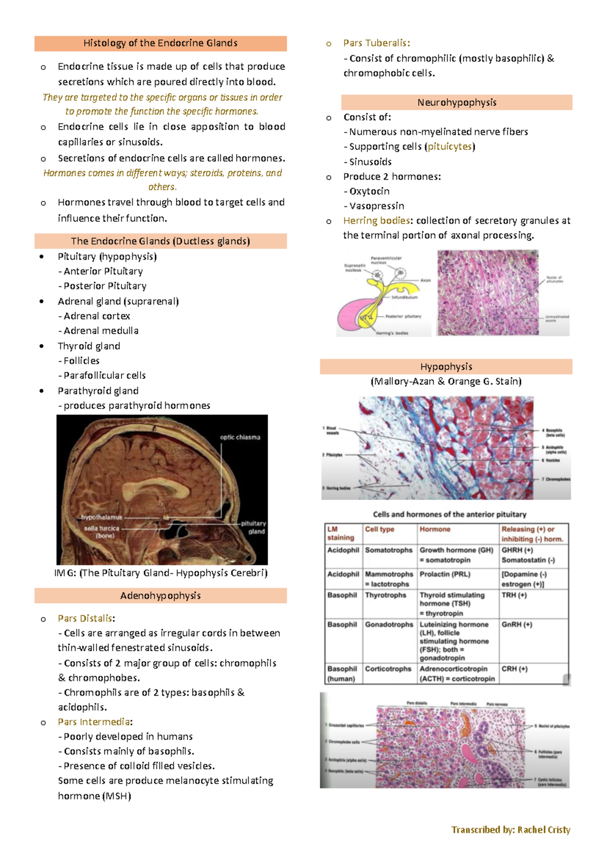 Histology of the Endocrine Glands - They are targeted to the specific ...