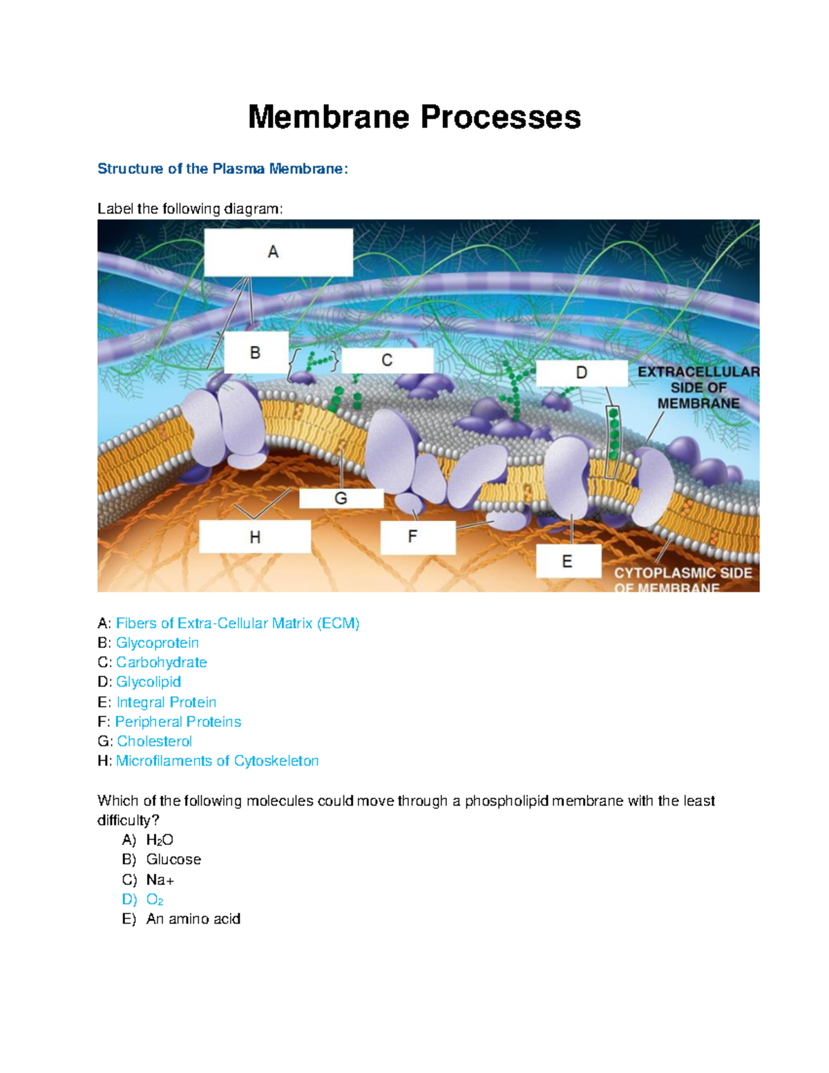 Ch 5 Notetaker Finished - Membrane Processes Structure of the Plasma ...