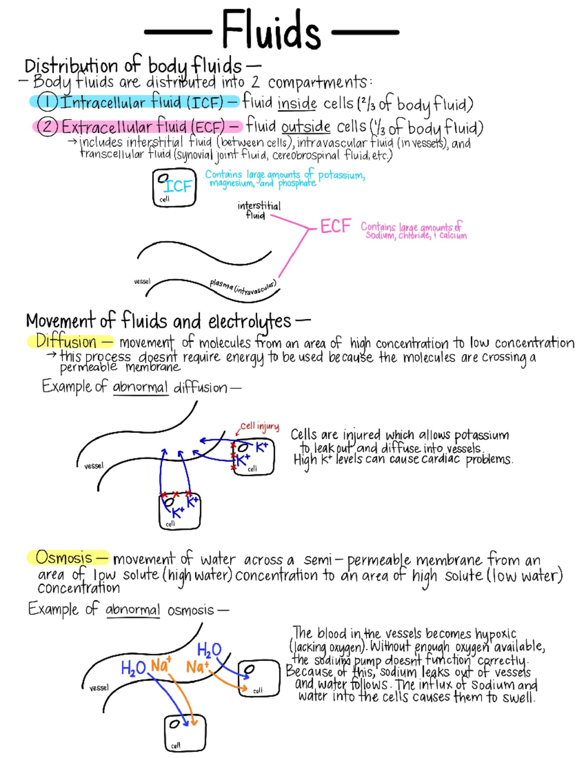 F+E, Fluids - Lecture notes - BIOL 347L - Studocu