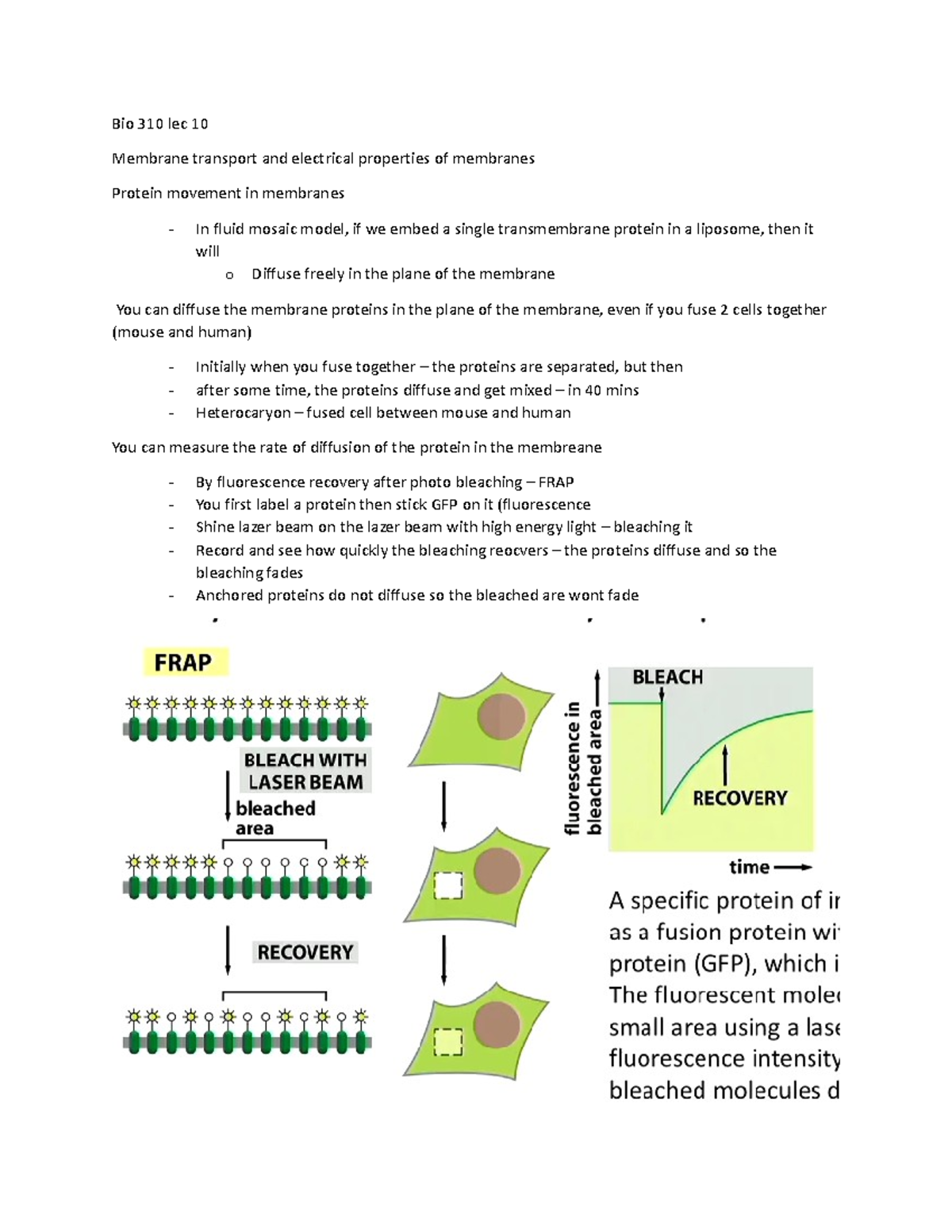 Bio 310 lec 10 - lecture 10 - Bio 310 lec 10 Membrane transport and electrical properties of ...