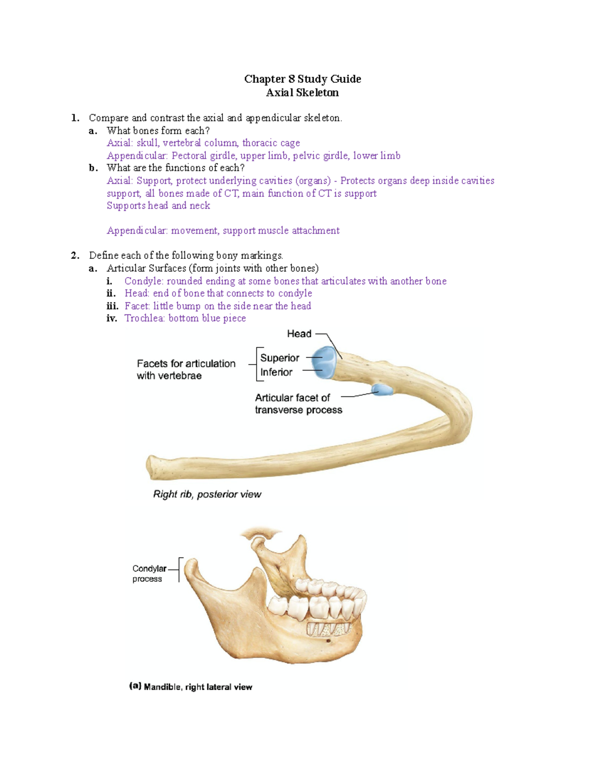 Chapter 8 Study Guide Axial Skeleton - Chapter 8 Study Guide Axial ...