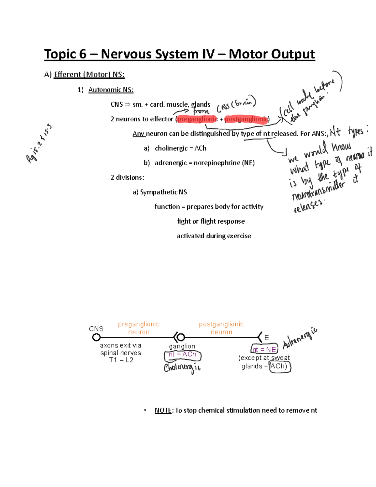 Topic 6 - Nervous System IV - Motor Output edited - Topic 6 – Nervous System IV – Motor Output A ...