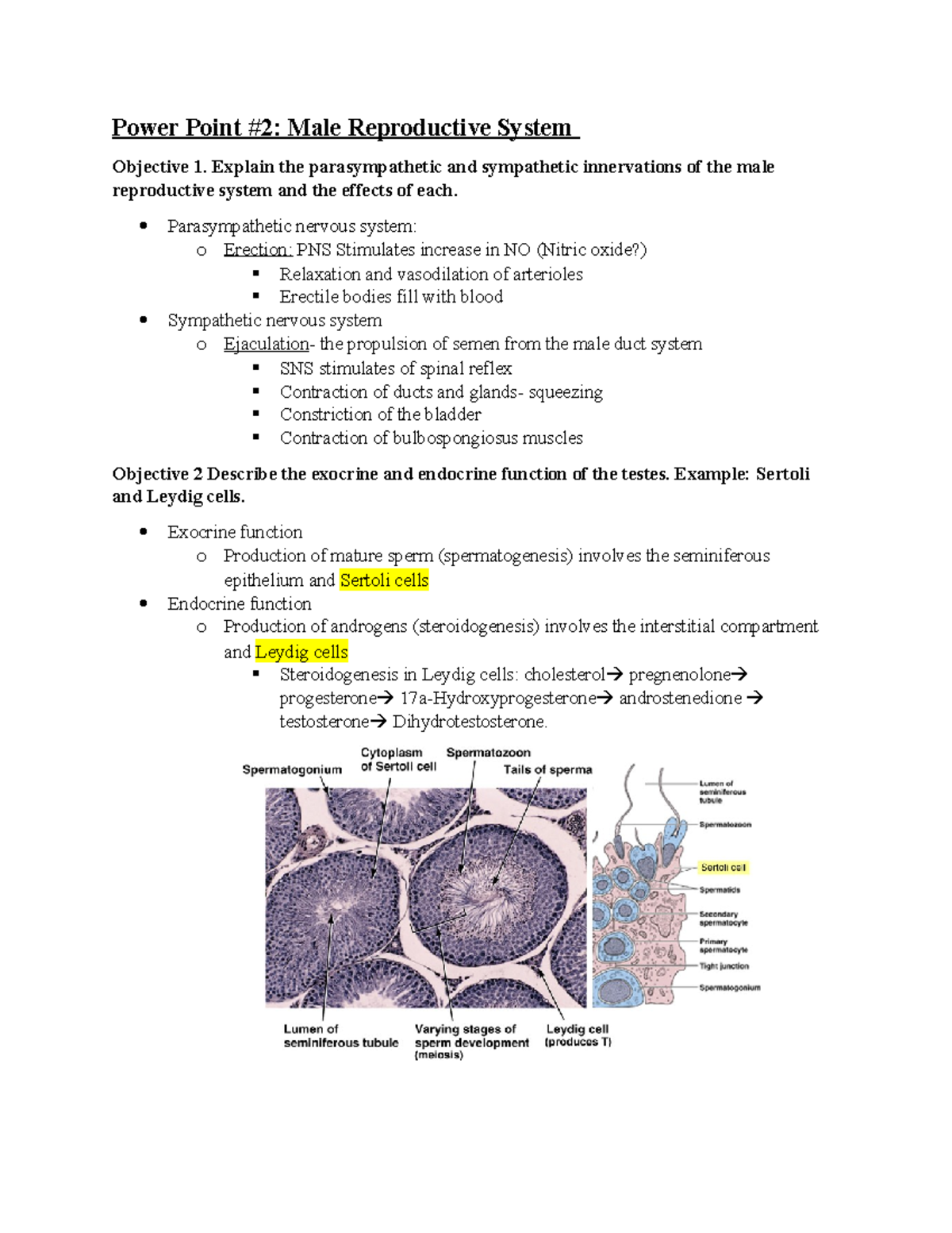 Exam 4 Objective typed- Part 2 - Power Point #2: Male Reproductive ...