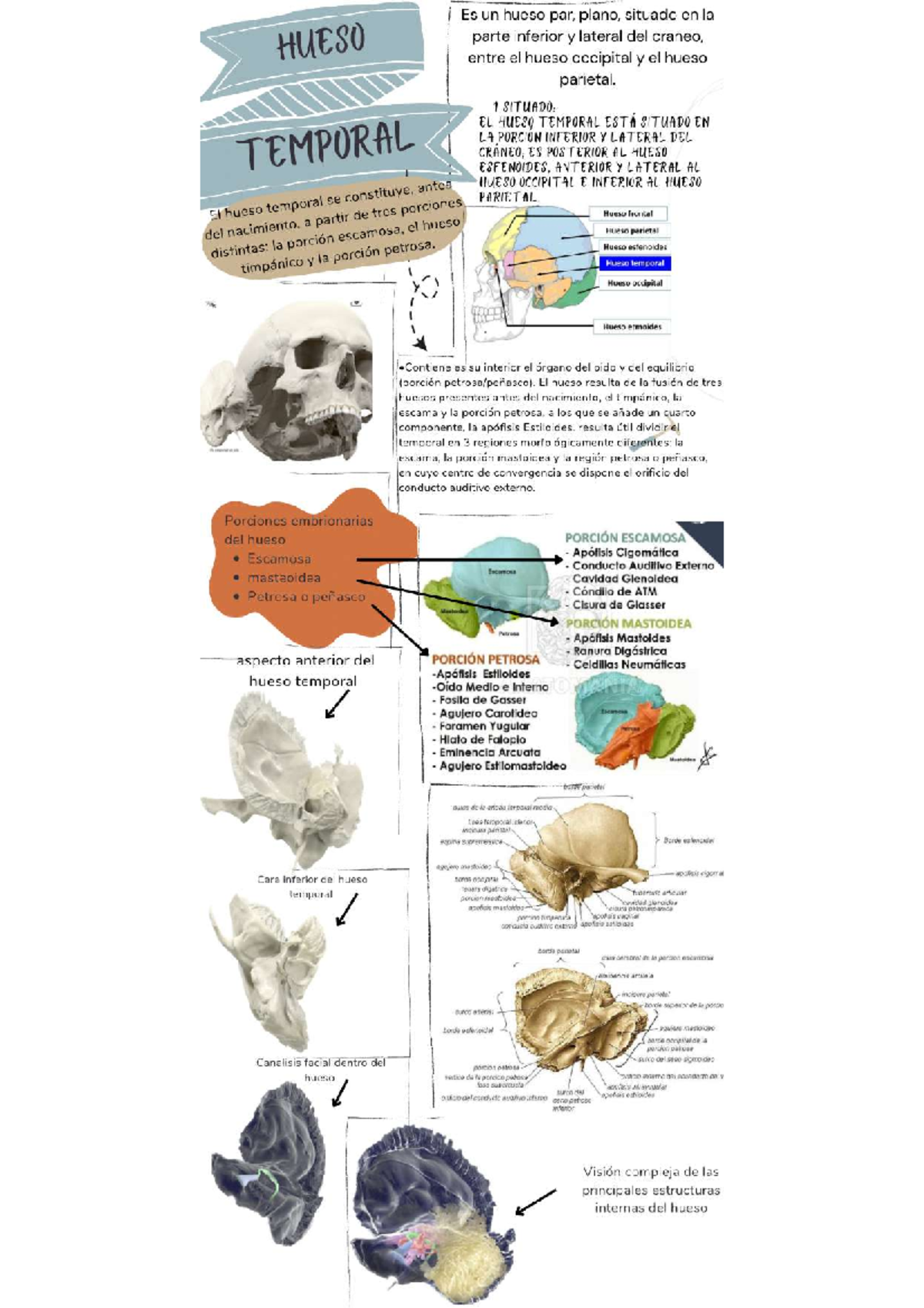 Infografía de hueso temporal - Anatomia Humana - Studocu