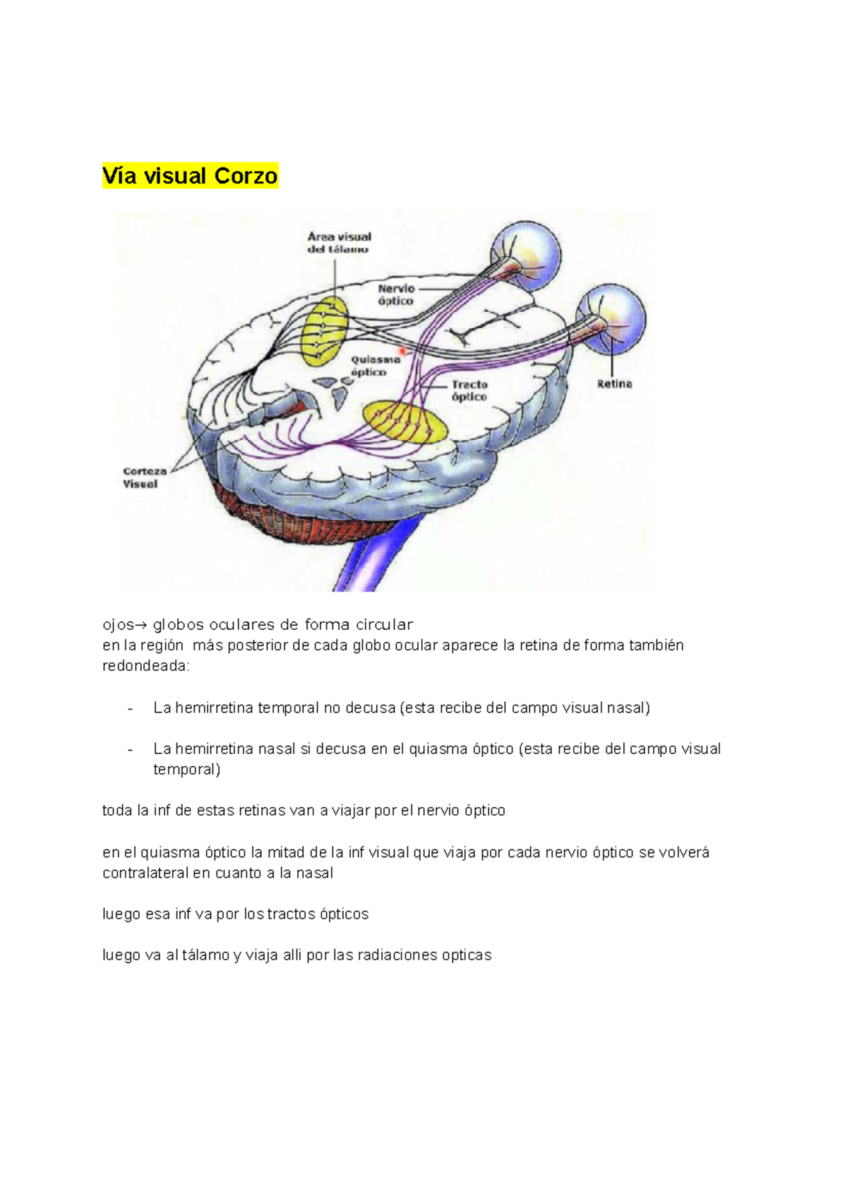 Via Visual y reflejos Oculares - Sistemas Funcionales Efectores - UNAB ...