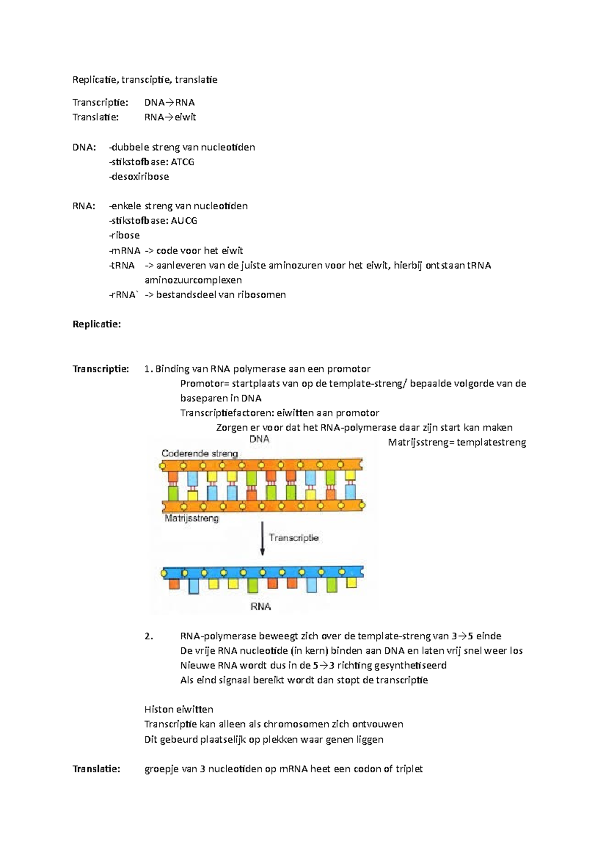 Replicatie, transcriptie, translatie - Binding van RNA polymerase aan ...