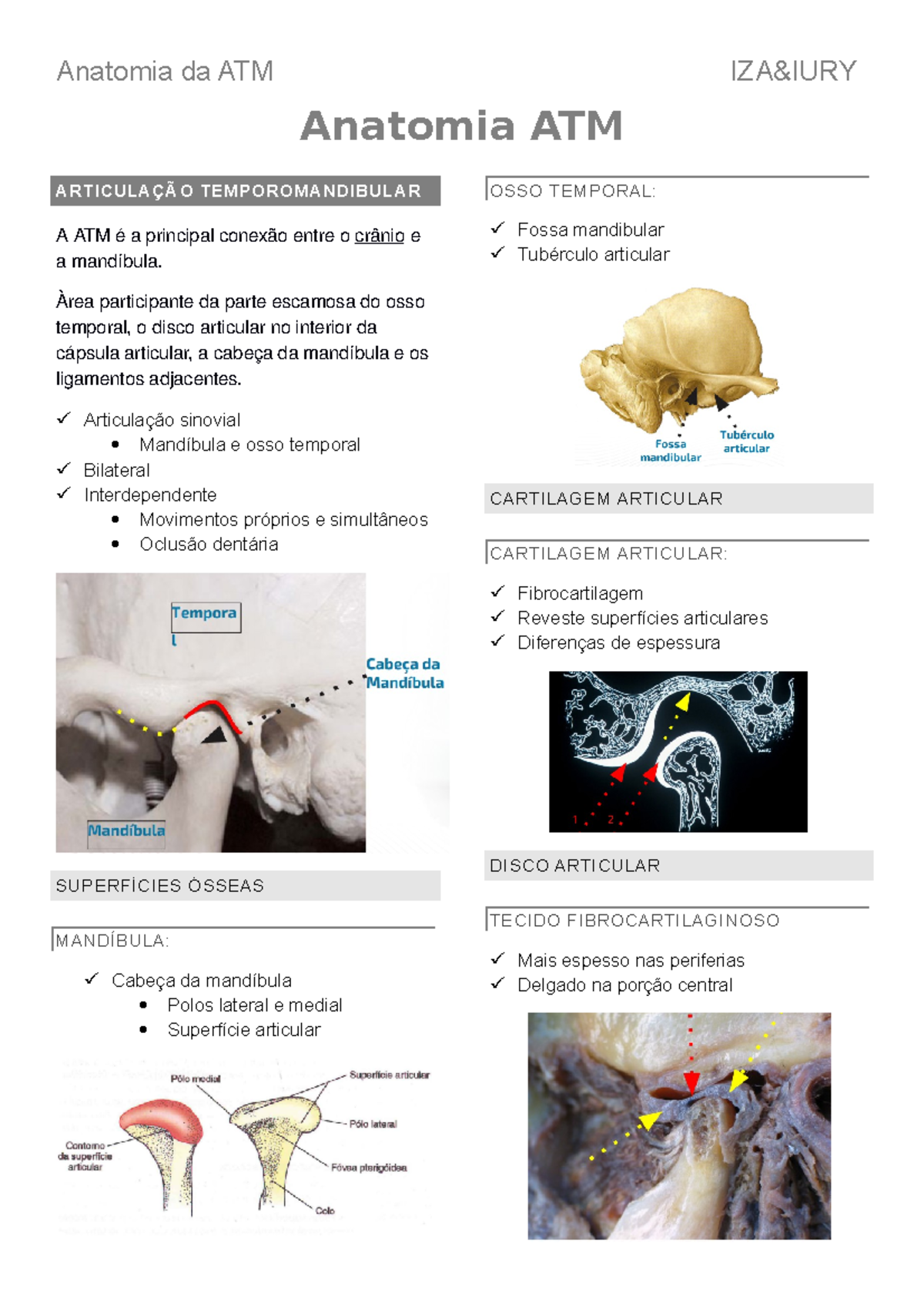 Anatomia e fisiologia da ATM - Anatomia ATM ARTICULAÇÃO ...