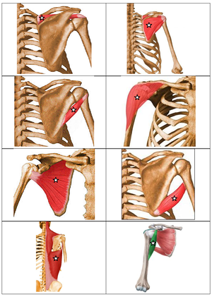 Anatomie H10 - De schedelbeenderen Os frontale(voorhoofdsbeen) De ...