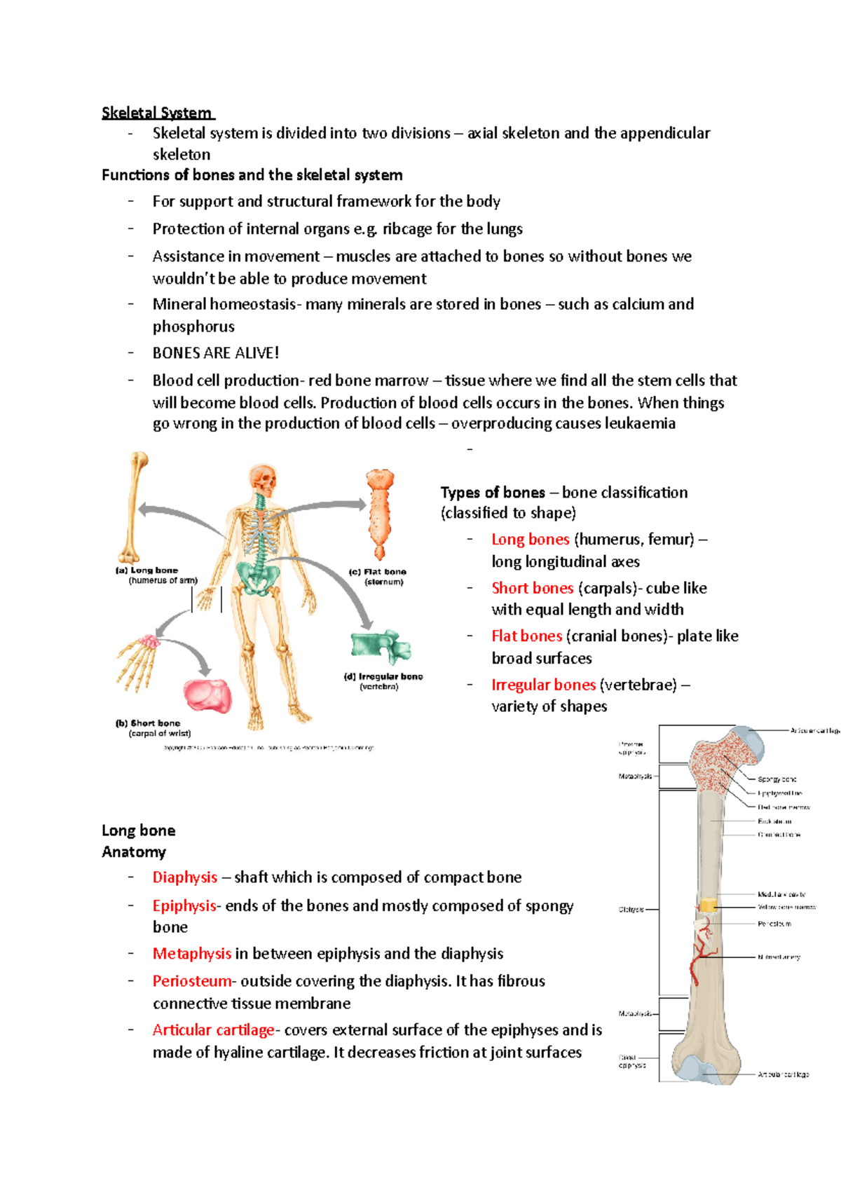 Skeletal System - Lecture notes 1 - Skeletal System - Skeletal system ...