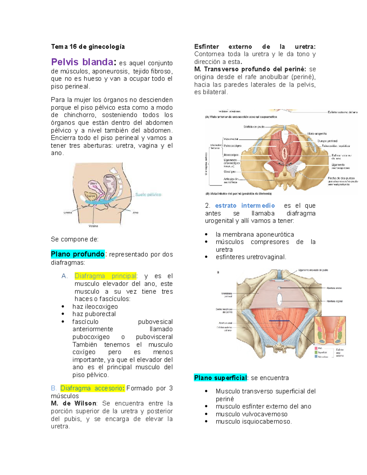Tema 16 de ginecología pelvis blanda - Tema 16 de ginecología Pelvis ...