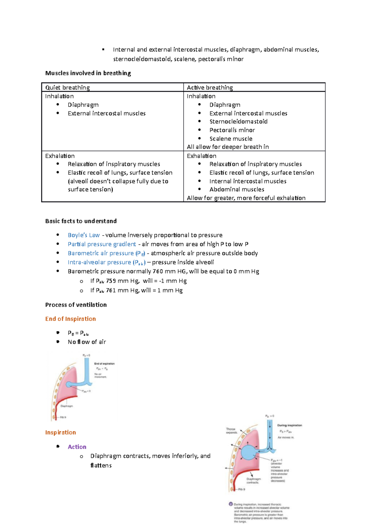 The Respiratory System 4 - Internal and external intercostal muscles ...