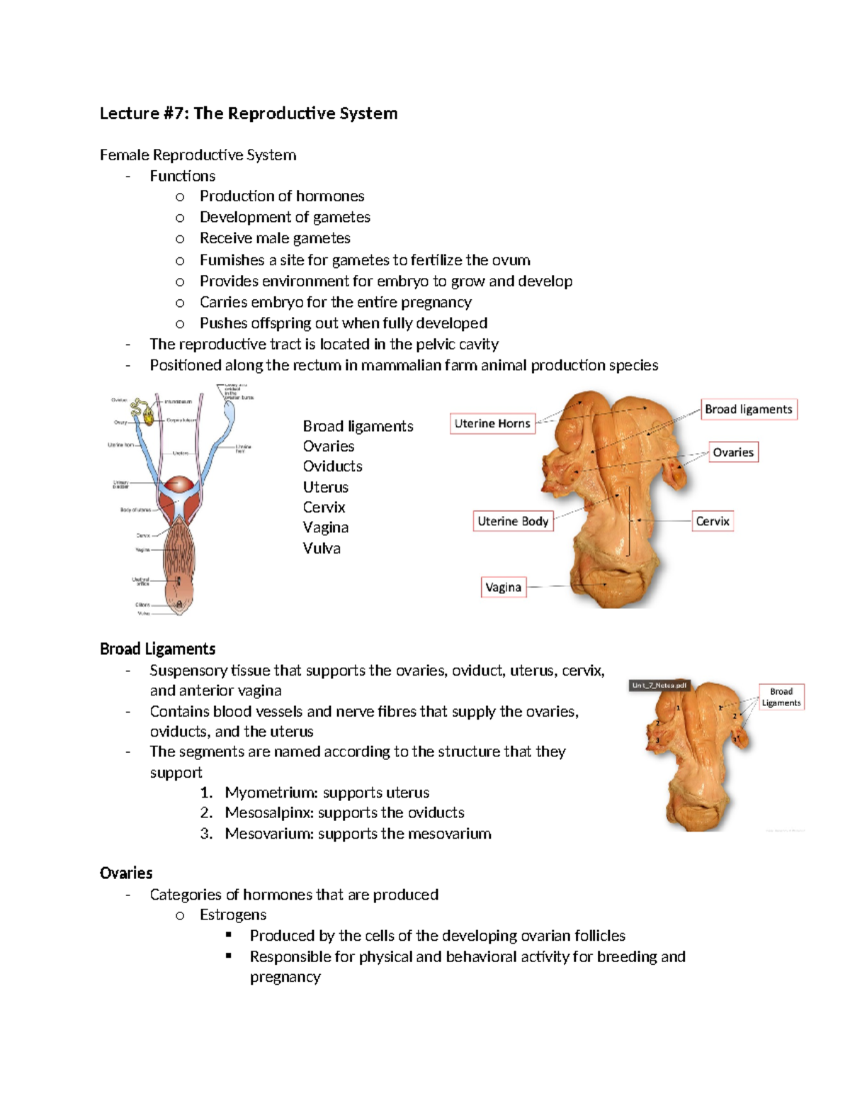 Second half lectures ANSC 2340 - Lecture #7: The Reproductive System Female Reproductive System ...