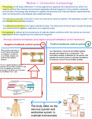 Module 10 Respiratory System - Physiology 1020 - UWO - Studocu