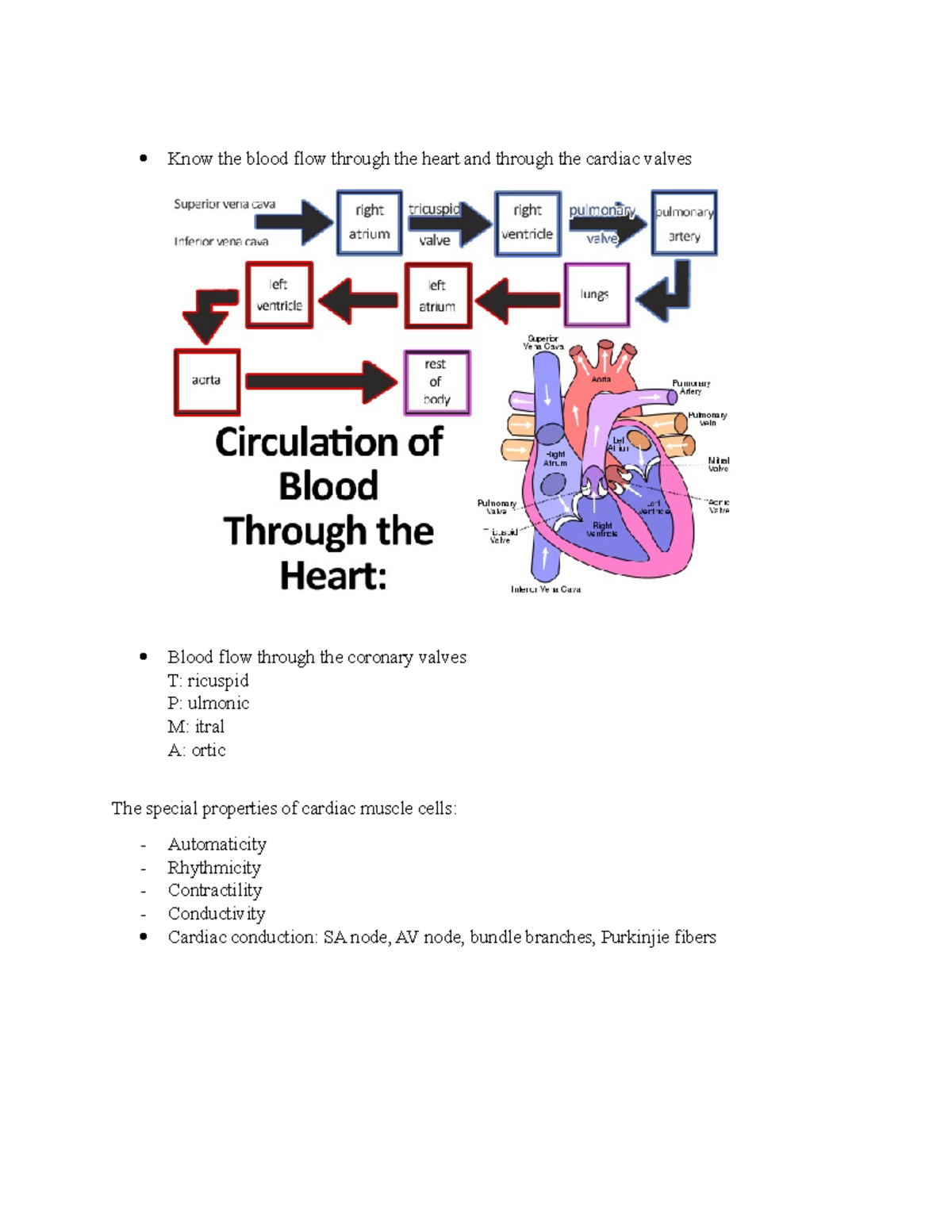Cardiac physical assessment NUR 235 - Know the blood flow through the ...
