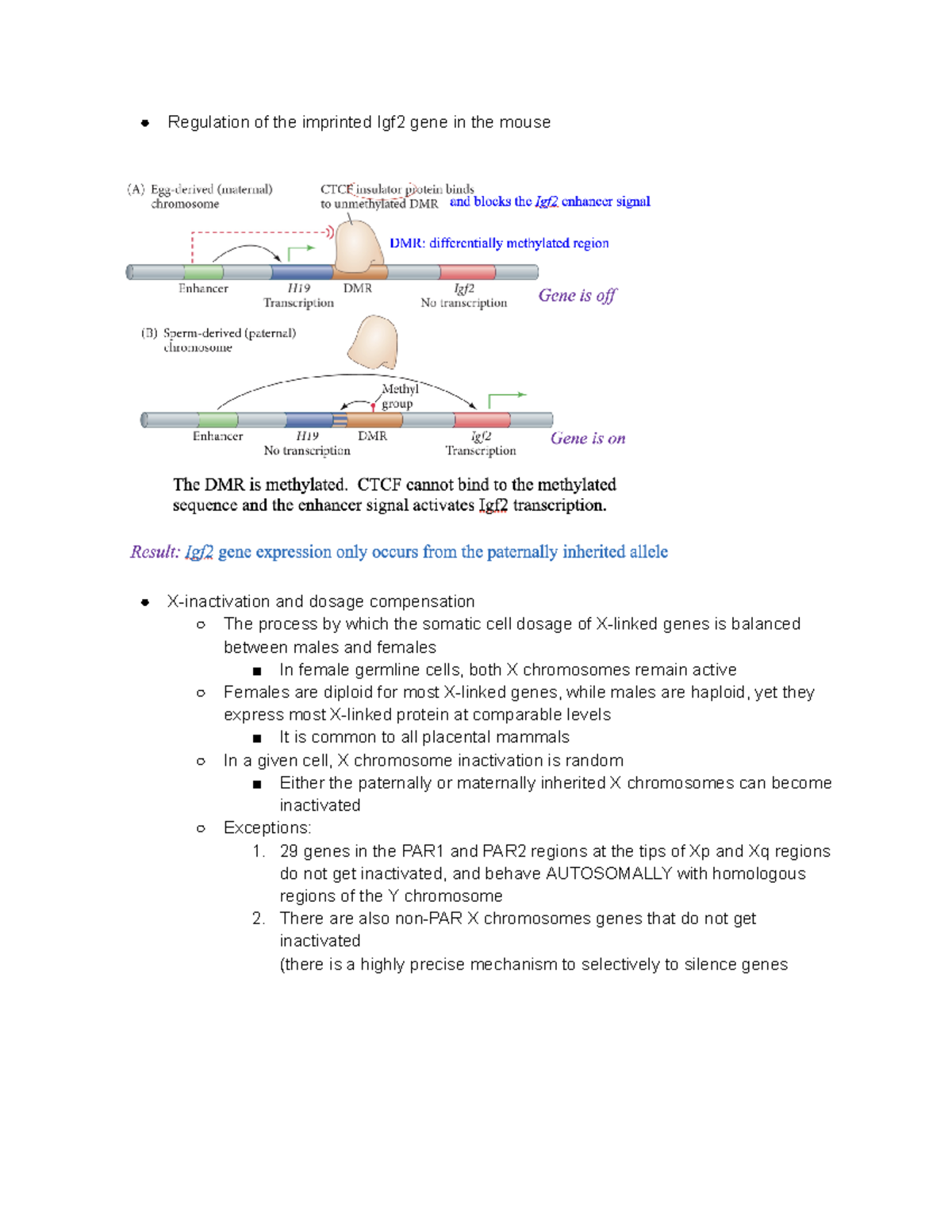 Med Gen Powerpoint 7 Epigenetics Part 5 - Regulation of the imprinted ...