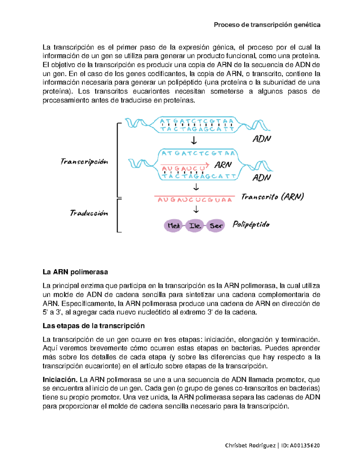 Unidad 2. Actividad 1. Proceso de transcripción genética - Proceso de ...