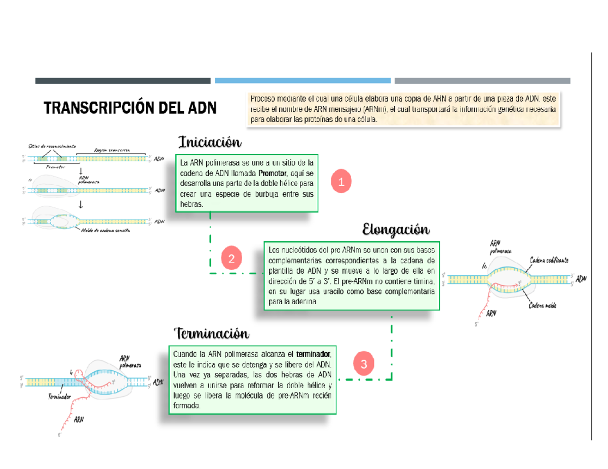 Transcripcion DEL ADN - A manera de resumen encontraras información de ...