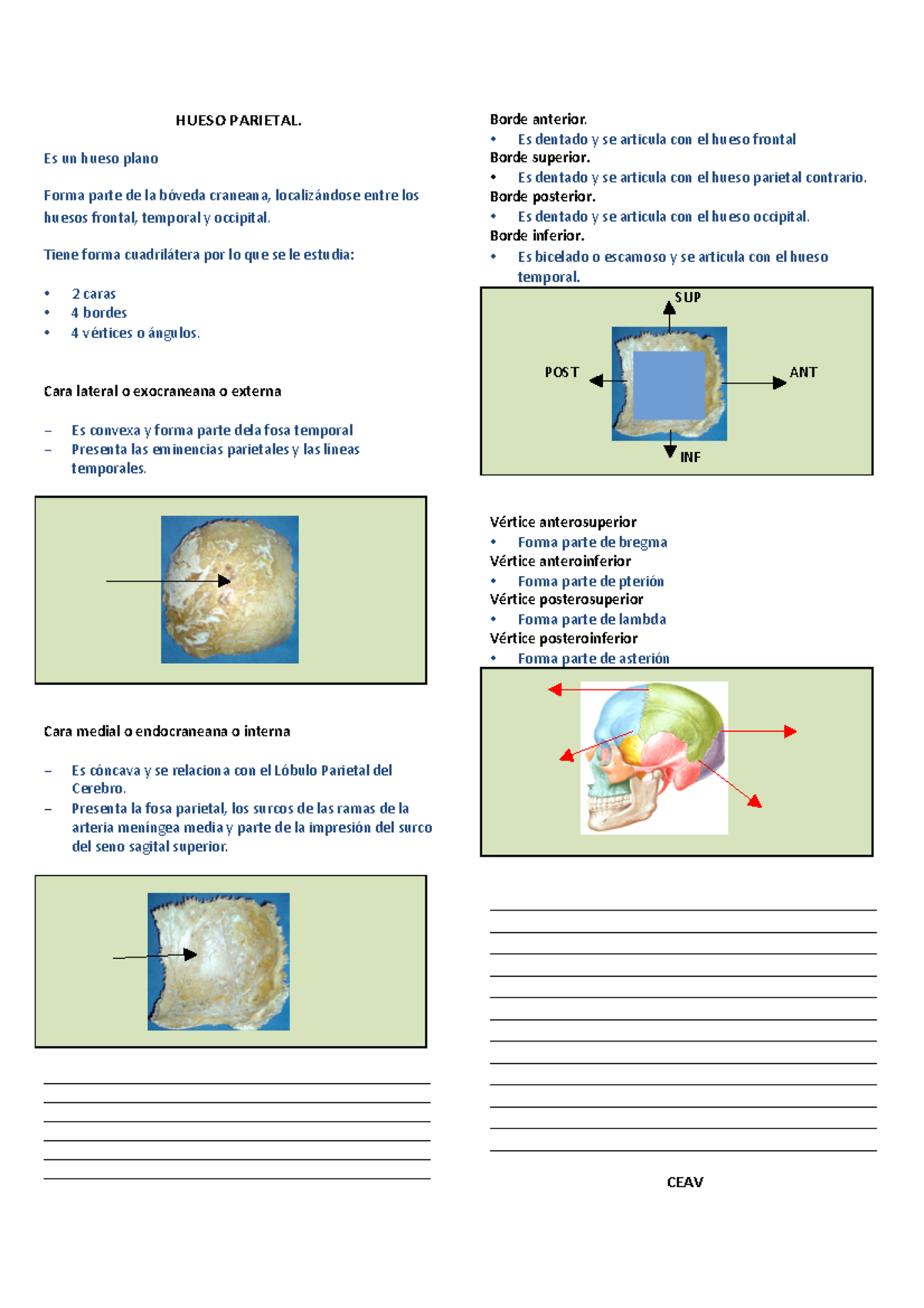 16. Huesos del Craneo - Resumen Anatomía - HUESO PARIETAL. Es un hueso ...