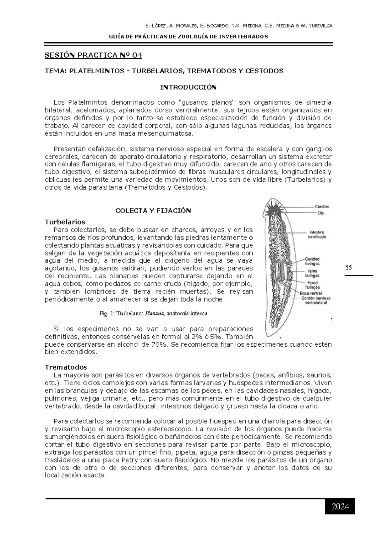 ZI - P4 - Platelmintos - sssssssssss - GUÍA DE PRÁCTICAS DE ZOOLOGÍA DE ...