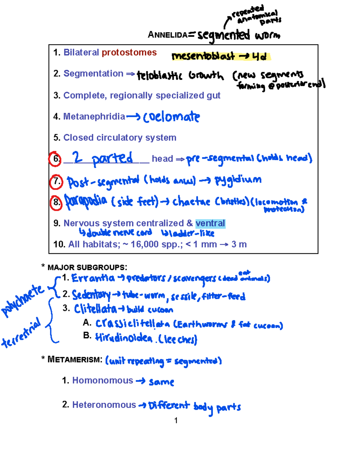 7Annelida - lab notes - * MAJOR SUBGROUPS1. : 3. A. B. * METAMERISM ...