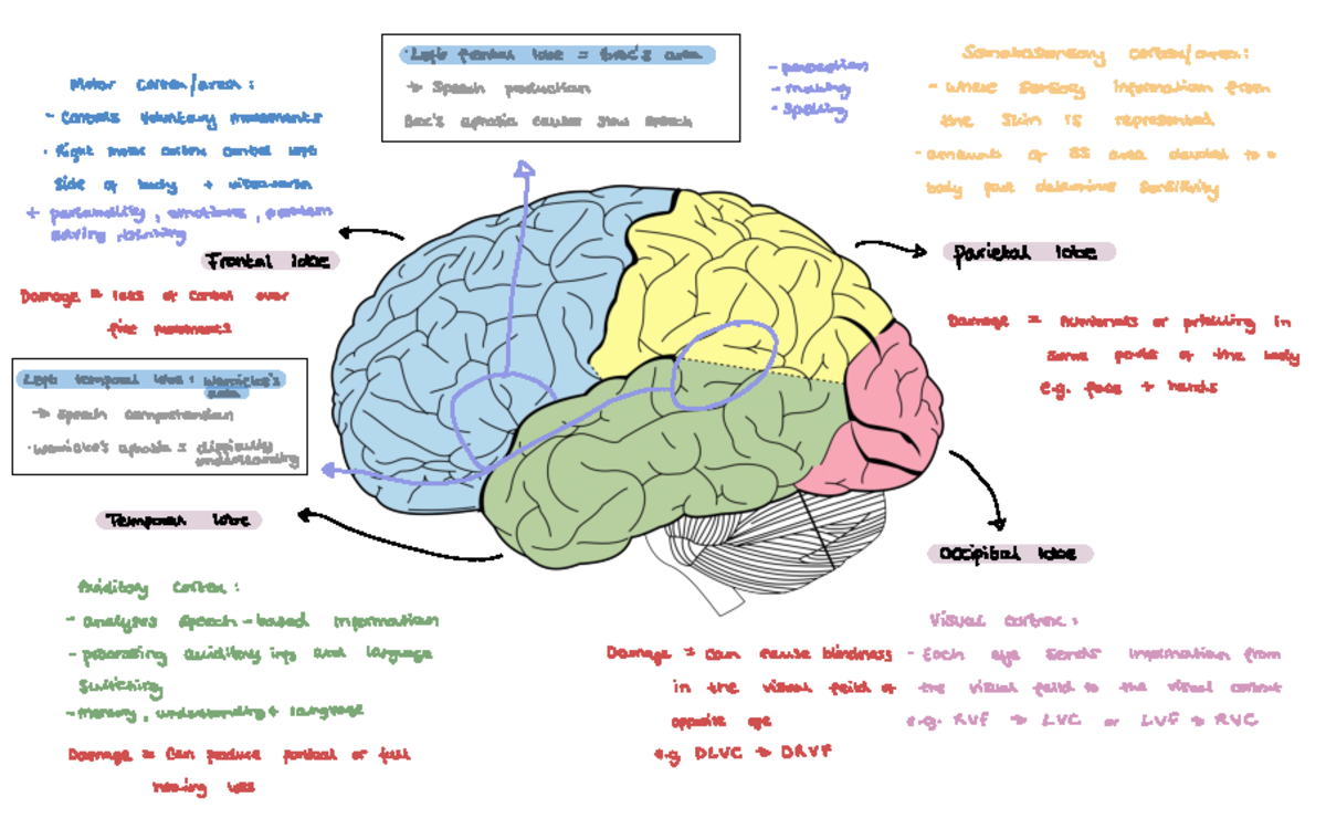 Visual image of localisation - Leftfrontal lobe:Broc's area ...