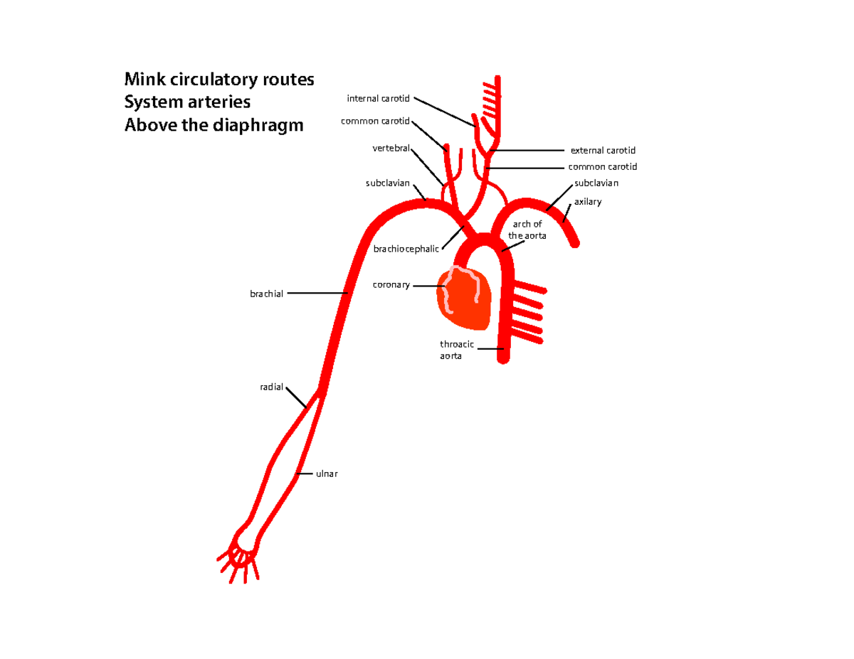 CV upper vessels mink - Circulatory routesSystem arteriesabove the ...