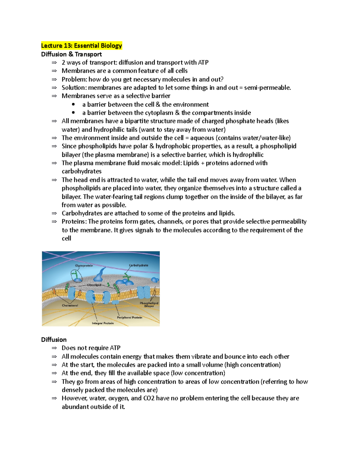 Lecture 13 bio - Lecture 13: Essential Biology Diffusion & Transport 2 ...