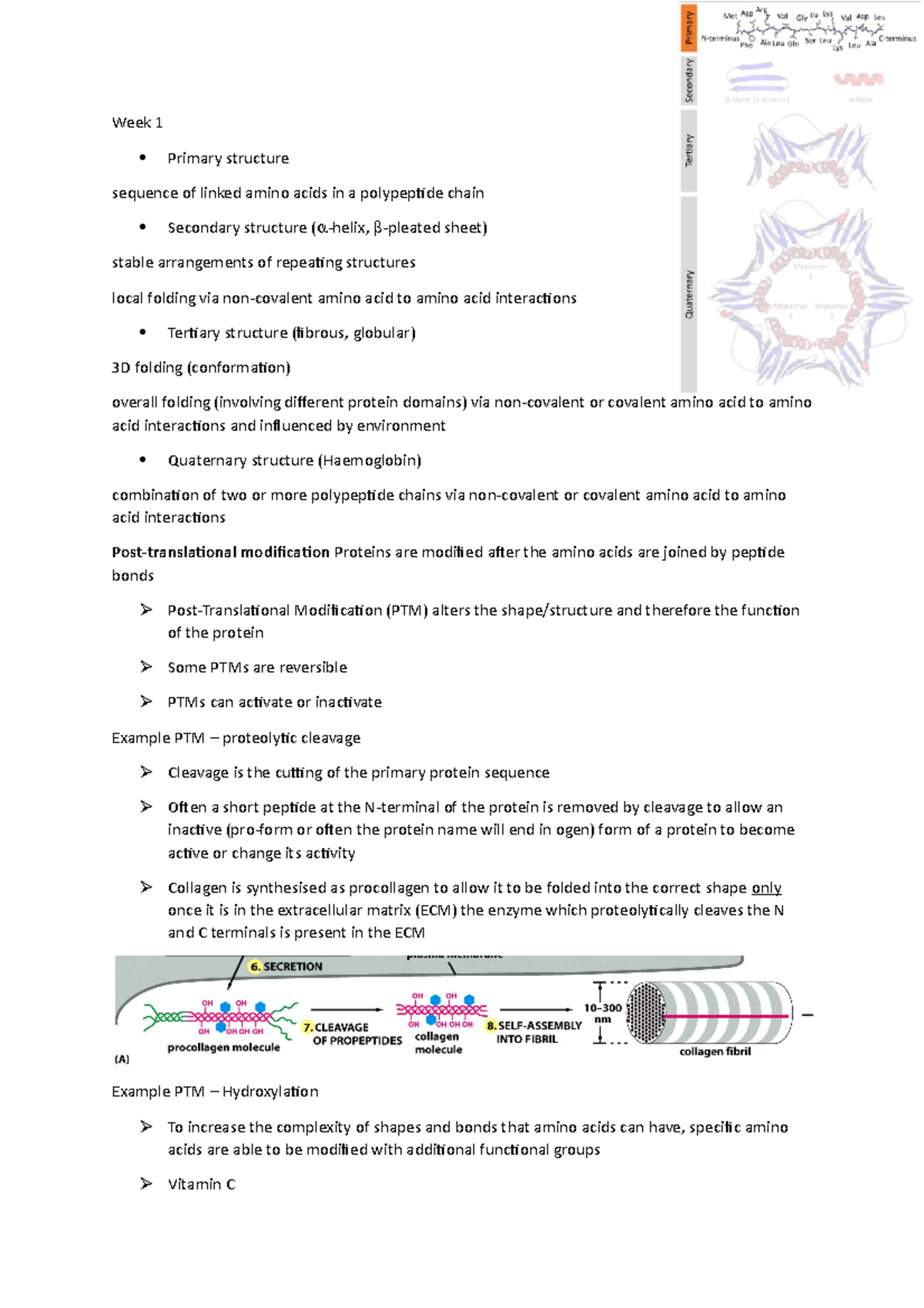 Gene - Summary Introductory Chemistry Ii - Week 1 Primary structure ...