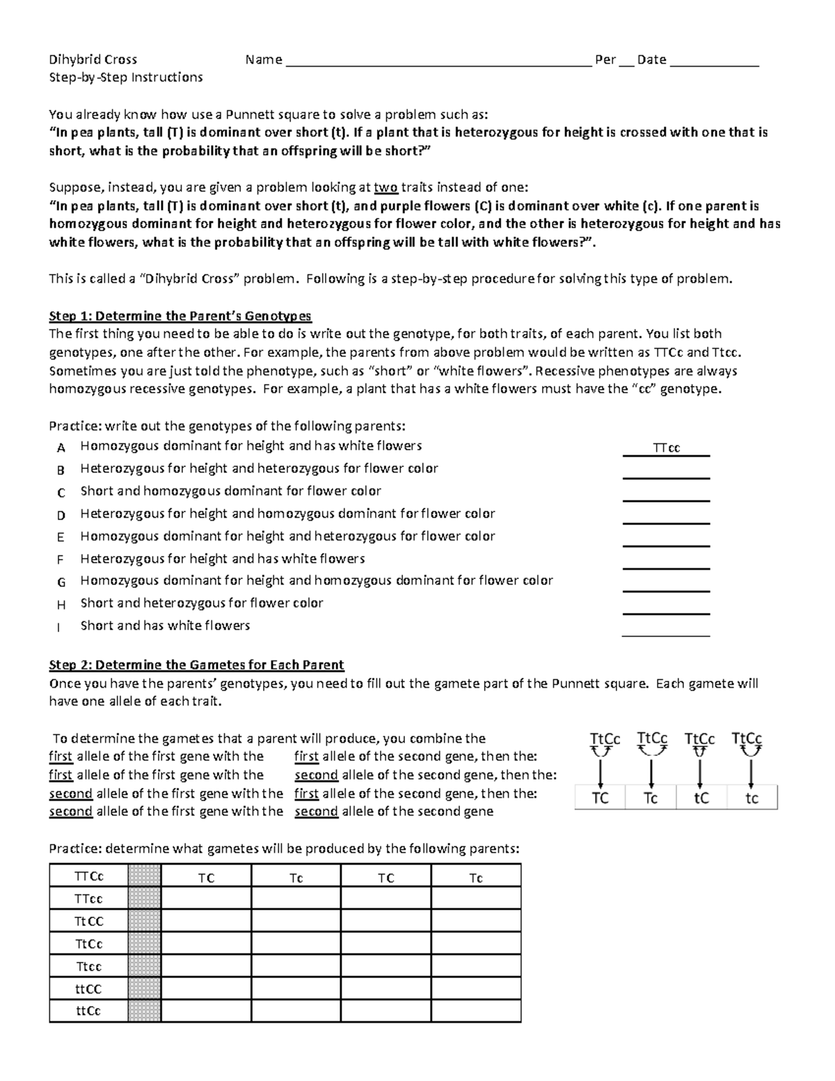 Punnett Squares Stepby Step Guideto Completinga Dihybrid Crosswith ...